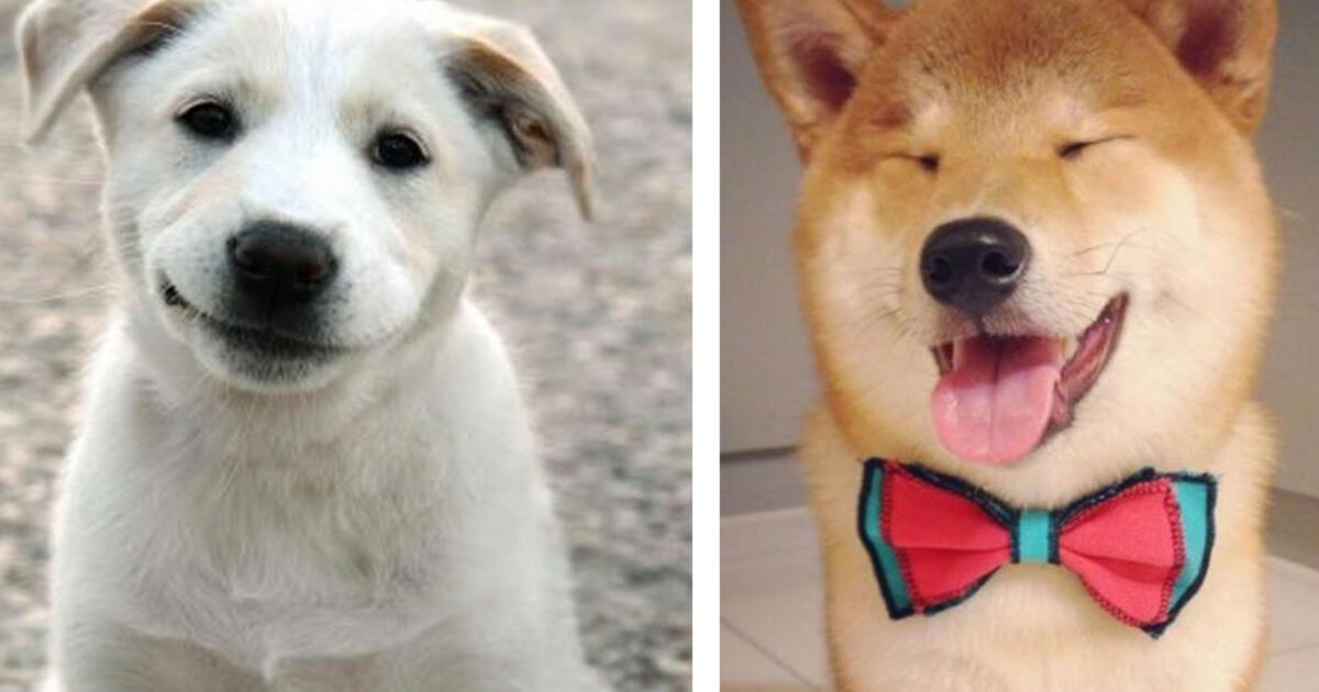 Día del Perro: Mira las fotos de las mascotas más felices del mundo