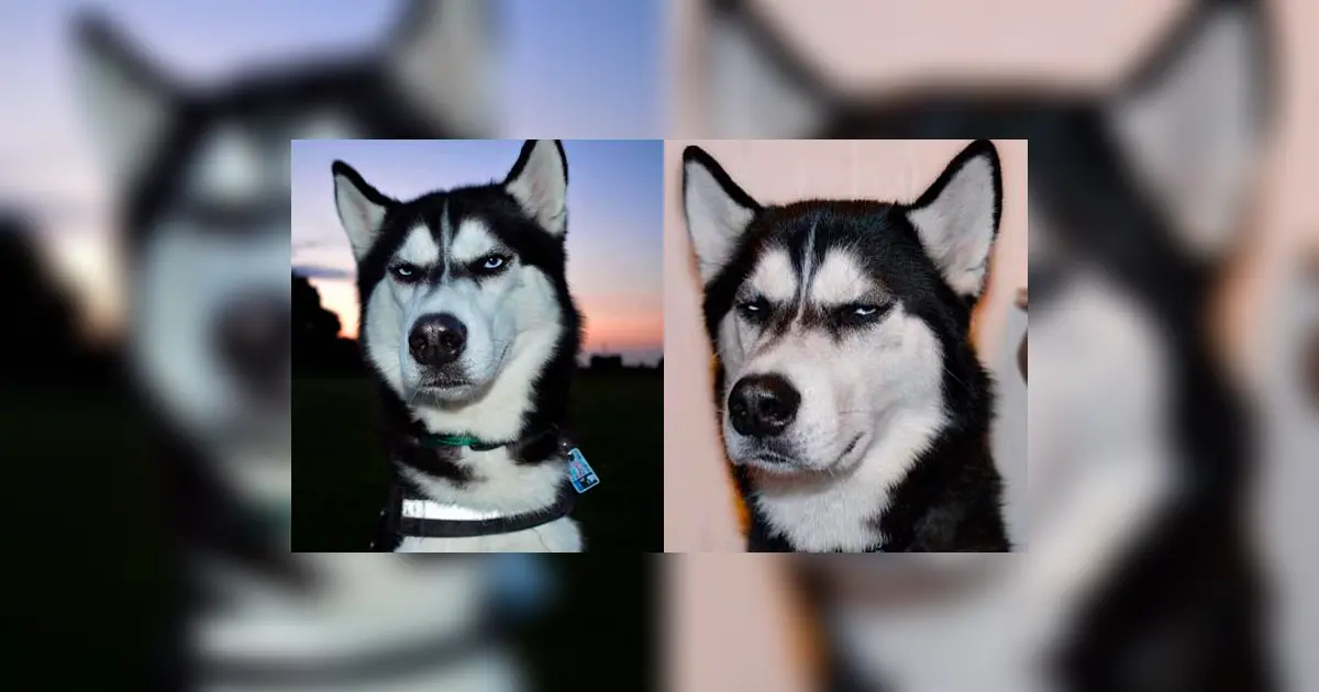Conoce a Anuko, el Husky siberiano que le hace la competencia a Grumpy ...