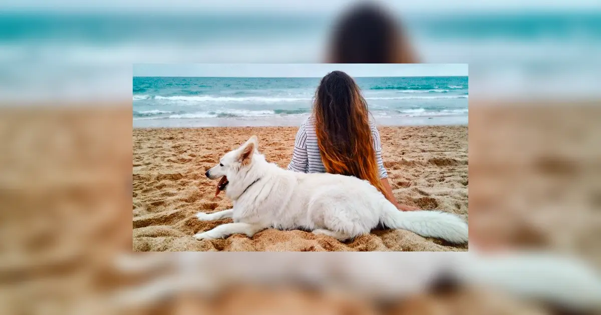 5 tips para disfrutar un día de playa con tu perrito, ¡Guau!