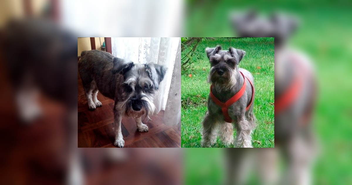 Familia ofrece pasaje a Rusia si logras encontrar a su perro extraviado