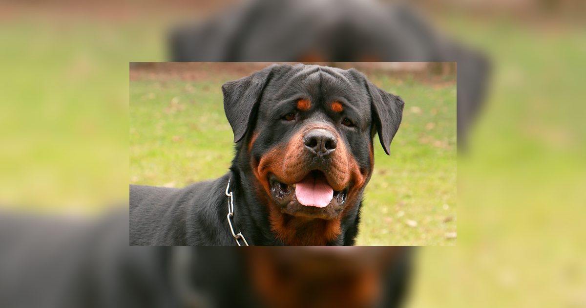 Perro rottweiler cuida a bebé recién nacido abandonado por su madre