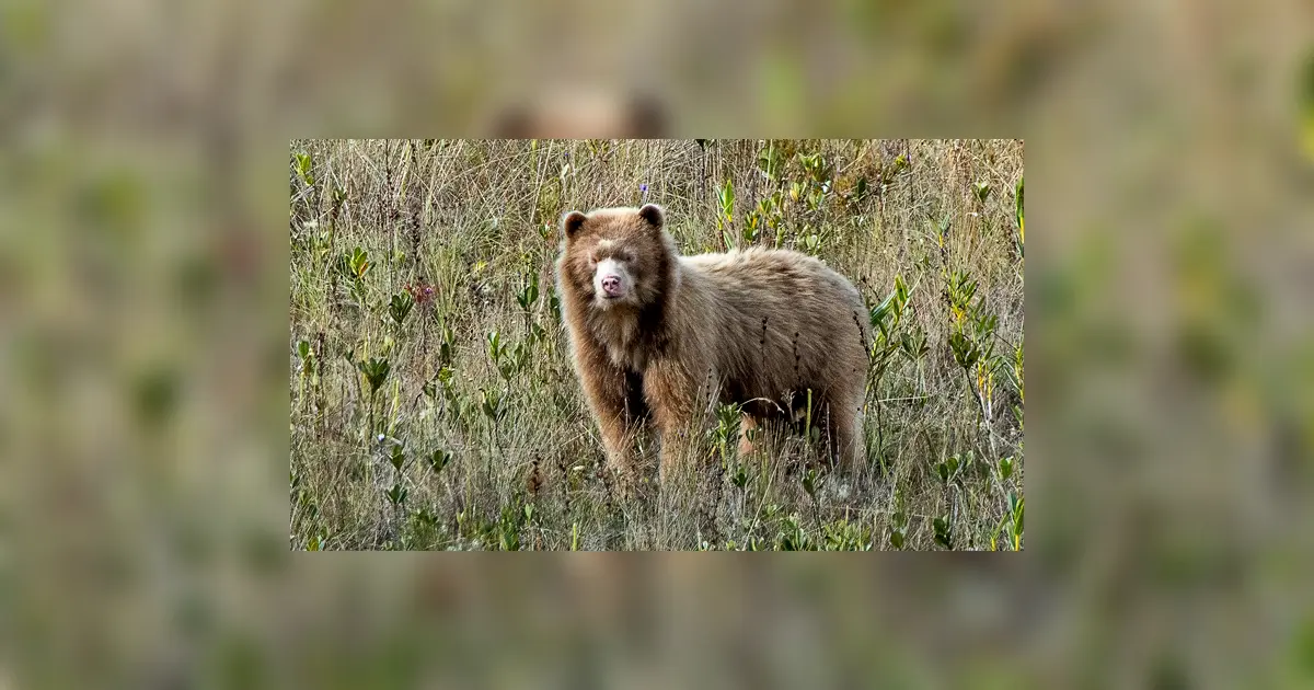 Oso dorado es captado por cámaras peruanas en la región de Amazonas [VIDEO]