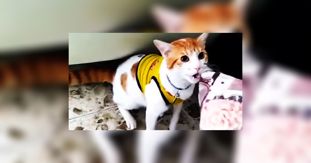 YouTube viral: gato "grita gol" y así celebró el triunfo de Colombia en ...