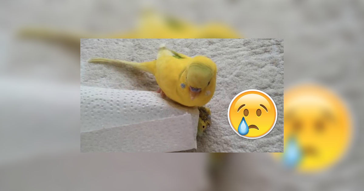 Canario llorando por la muerte de su amigo conmueve el mundo