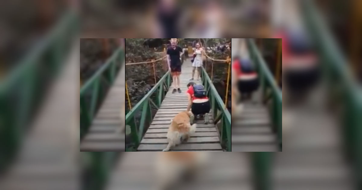 Perro tiene miedo a cruzar puente colgante, pero su dueña conmueve al ...