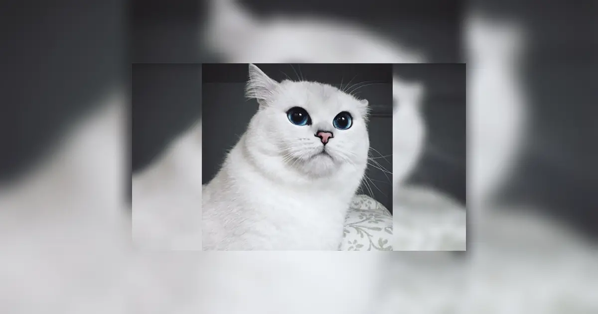 Día del Gato: conoce a Coby, el hermoso gatito con ojos “delineados”