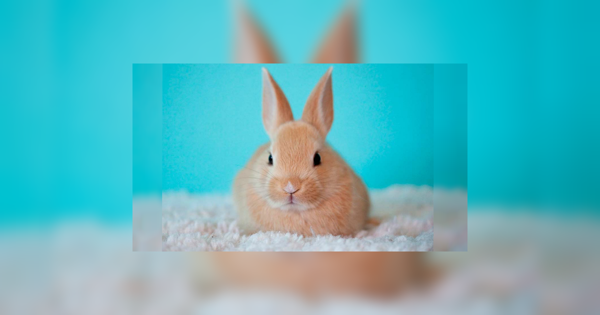 ¿Sabes cómo cuidar los dientes de tu conejo? Aquí te aconsejamos cómo ...