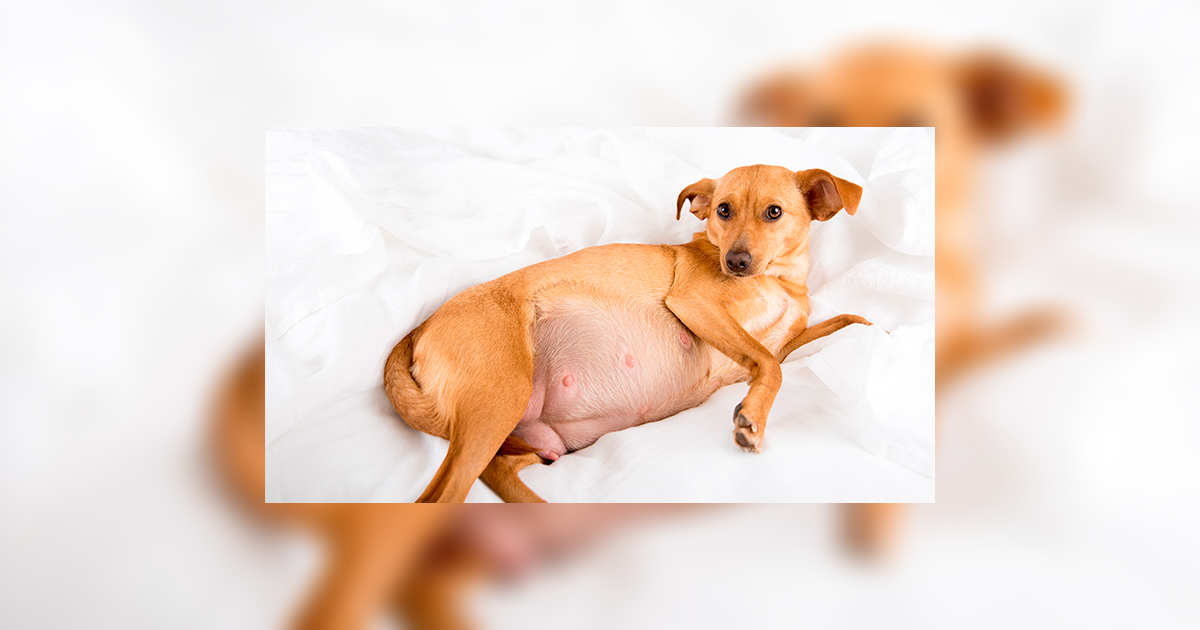 ¿Cuánto dura el embarazo de una perrita?