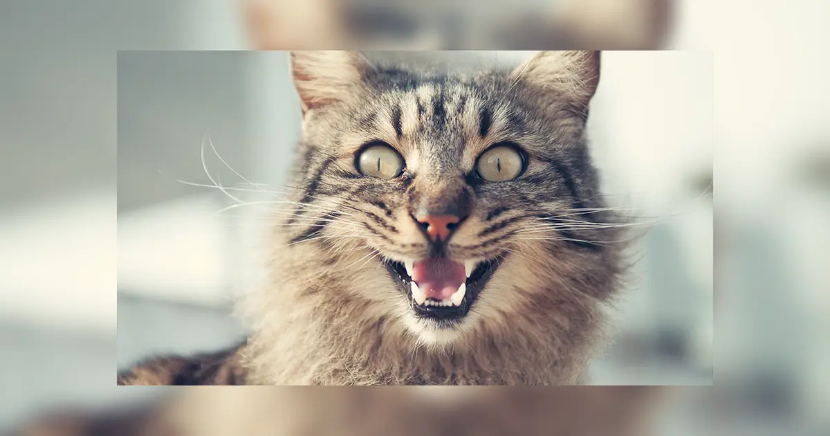 Gato asombra con su reacción al ver a un felino de porcelana