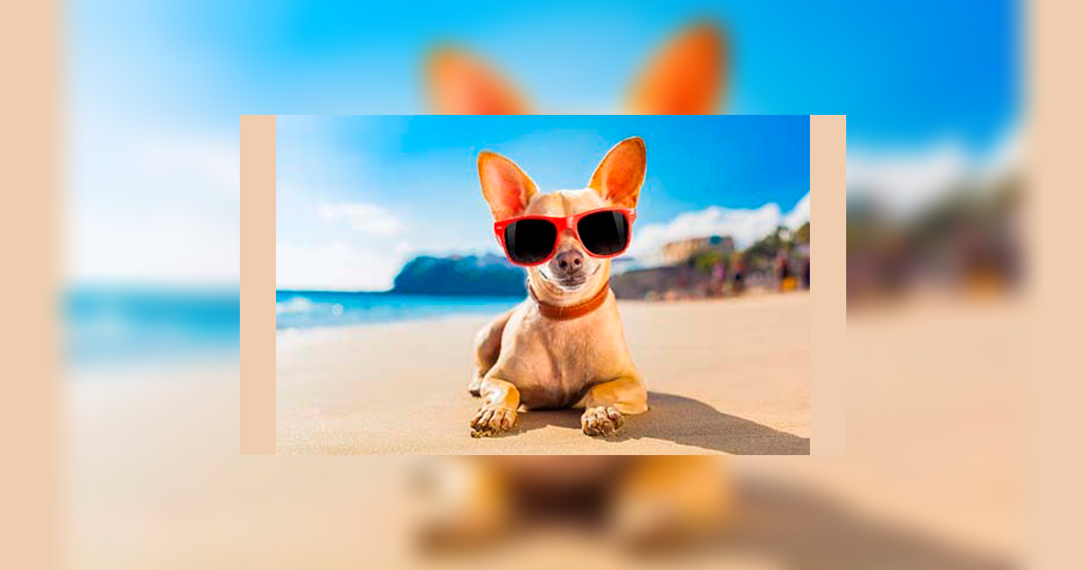 ¿Qué colores ven los perros?