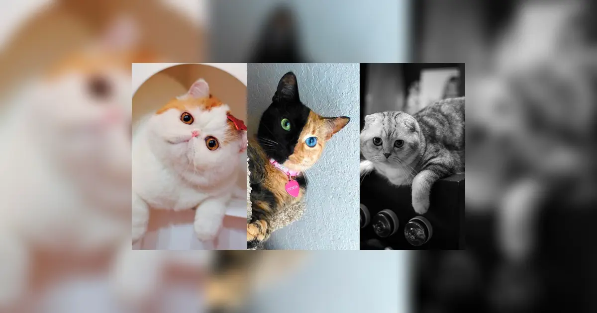 Conoce a los 6 gatos más famosos de Instagram ¡Tienen millones de ...
