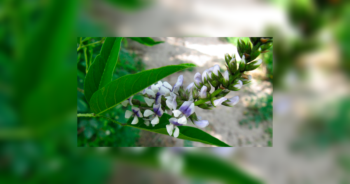 Culén: conoce los beneficios y propiedades de esta planta medicinal