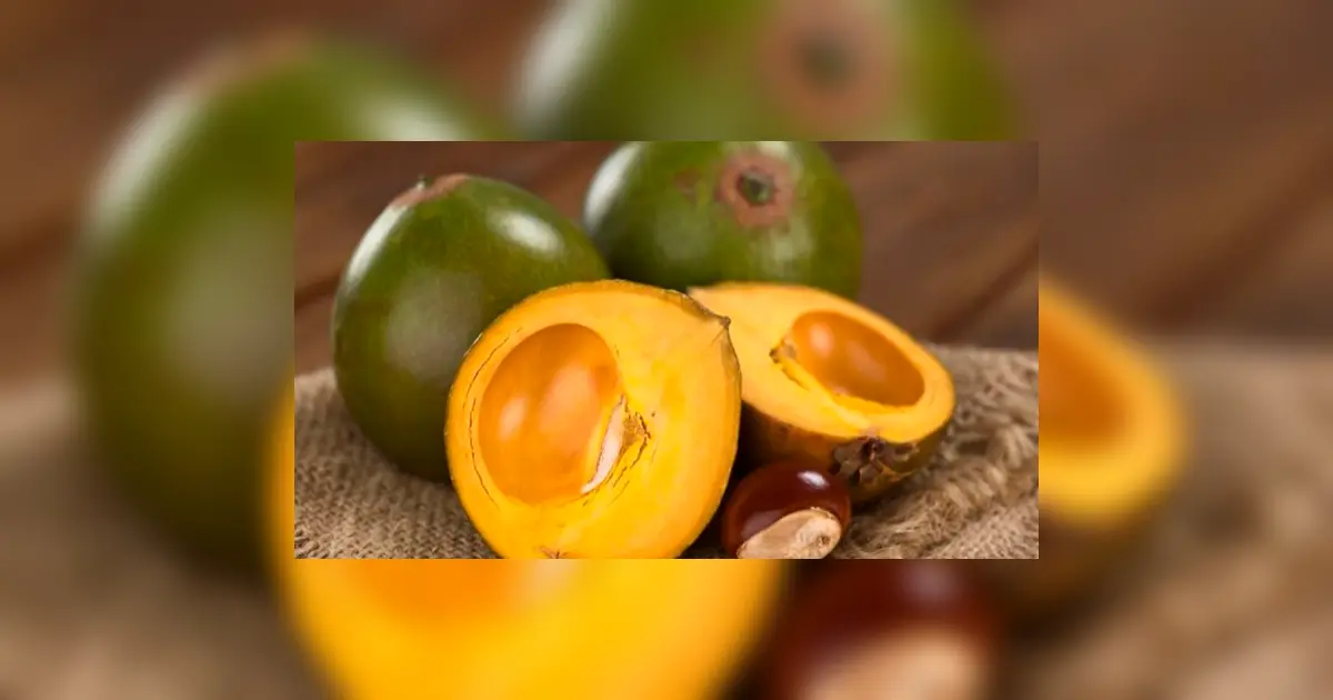 ¡Vuelve el festival de la lúcuma en Pachacamac! La fruta más rica del Perú