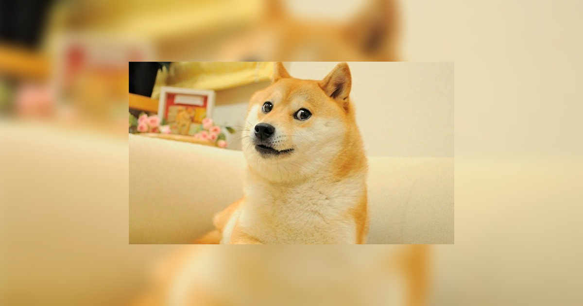 ¿Recuerdas a Doge, el perro del meme? Mira cómo luce a sus 13 años