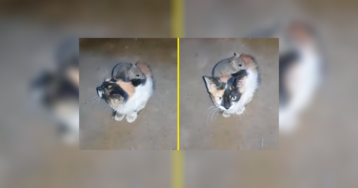 Gato se hace mejor amigo de un ratón ¡Hasta lo pasea en su espalda! [VIDEO]