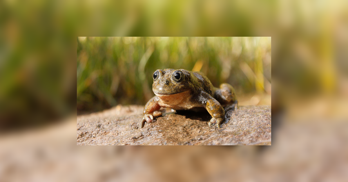Ayacucho: hermosa rana acuática es redescubierta por investigadores ...