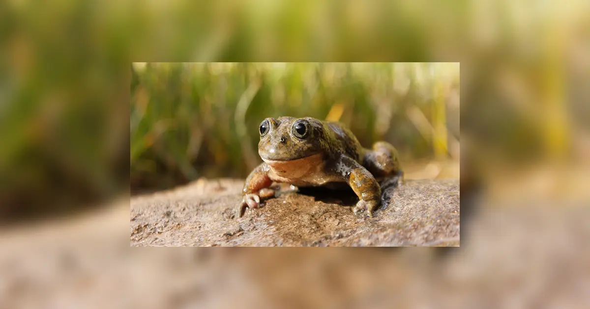 Ayacucho: hermosa rana acuática es redescubierta por investigadores ...