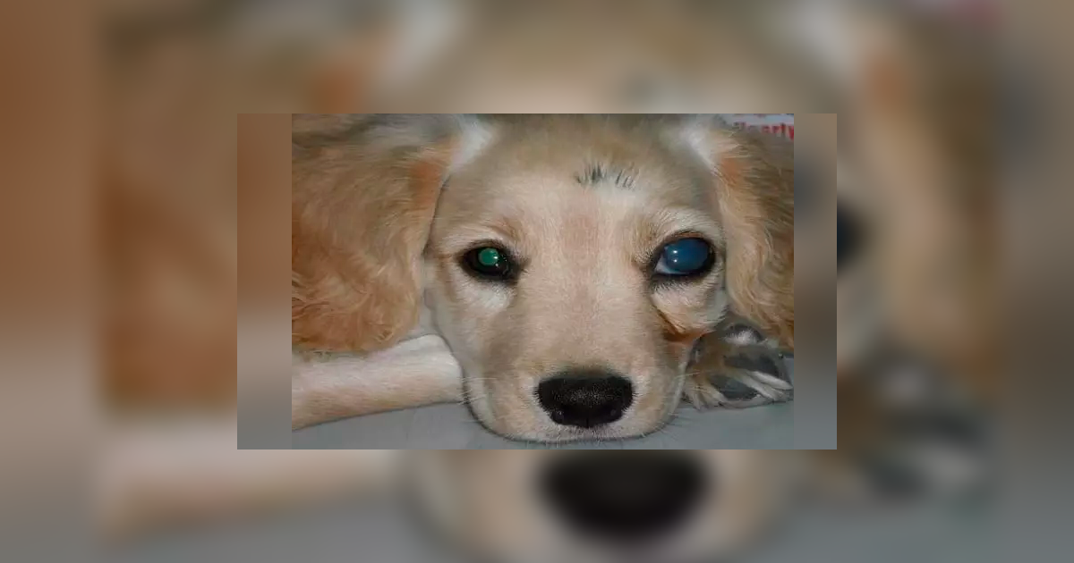 Aprende a identificar los síntomas del glaucoma en los perros