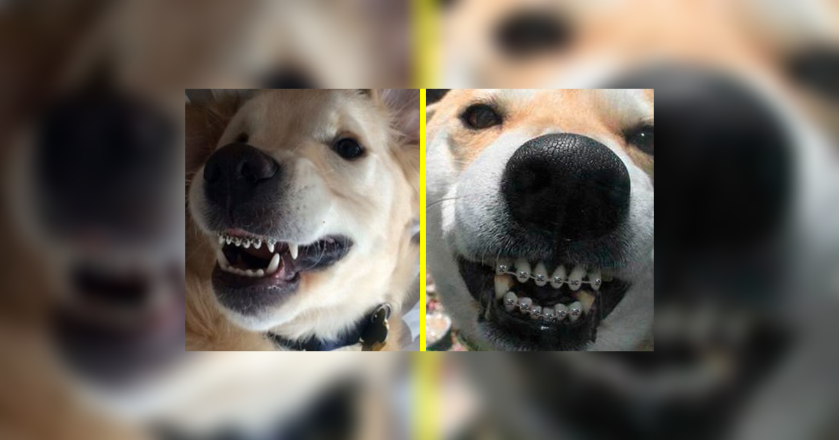 ¿Sabías que existen los brackets para perros?
