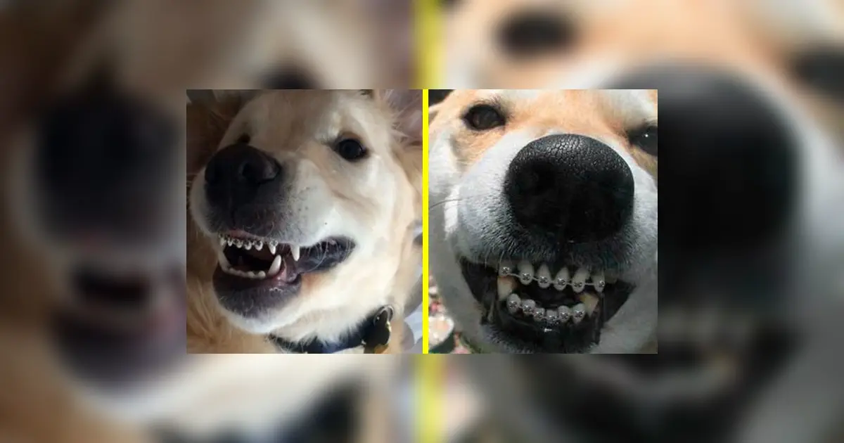 ¿Sabías que existen los brackets para perros?