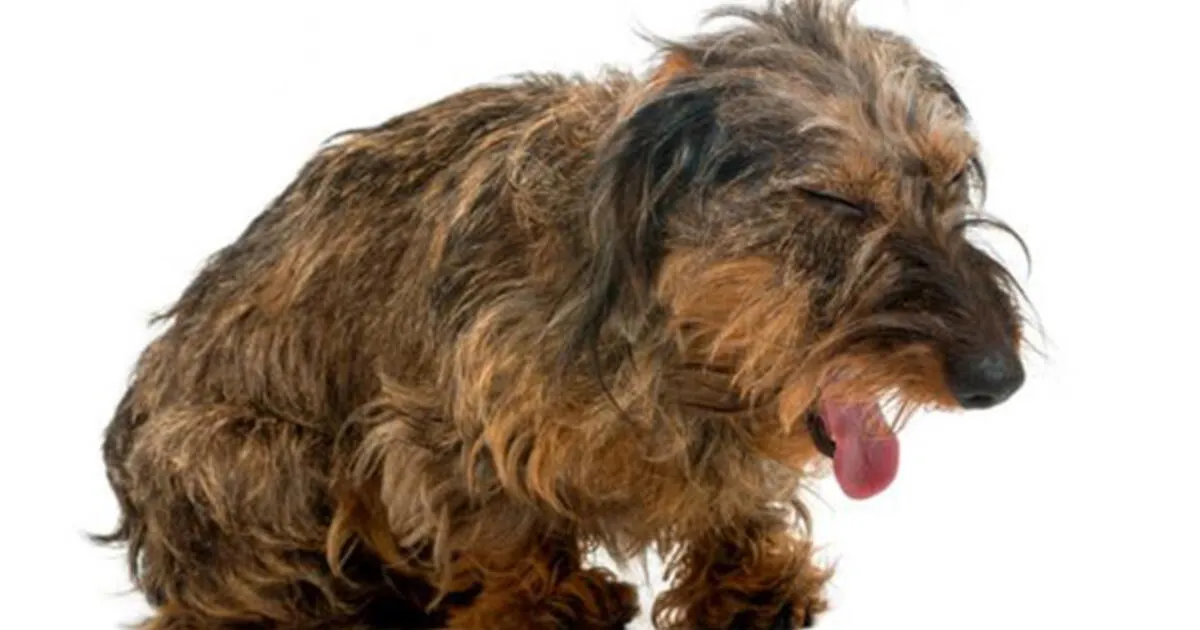 6 Causas que generan tos en los perros, ¡abre los ojos!