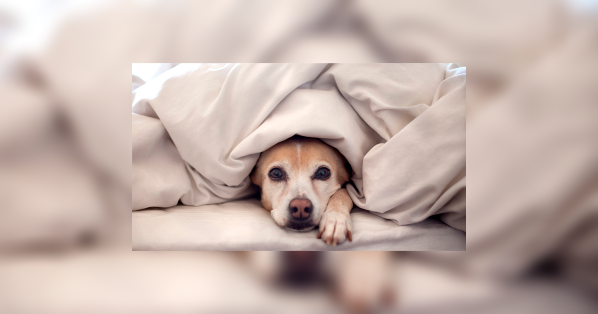 ¿Cómo saber si tu perro tiene mucho frío? Aquí te lo contamos