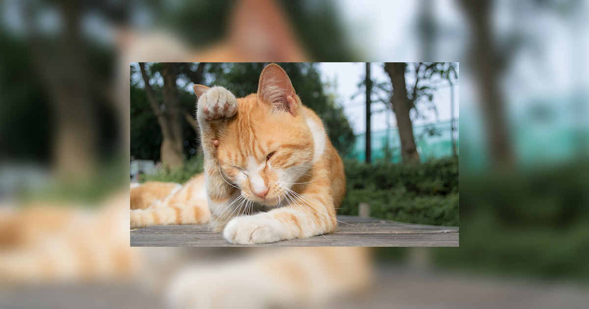 ¿Qué es y cómo curar la conjuntivitis de mi gato?