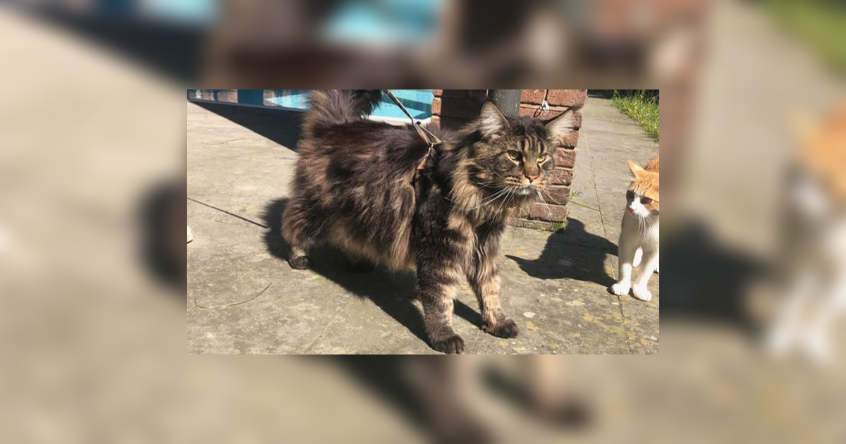 Barivel, el gato más grande del mundo vive en Italia [VIDEO]