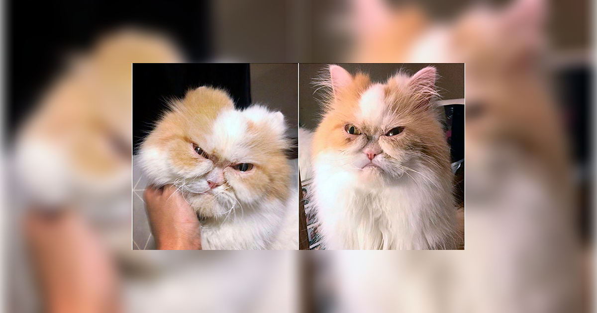 Conoce al nuevo ‘Grumpy Cat’ que los internautas aman