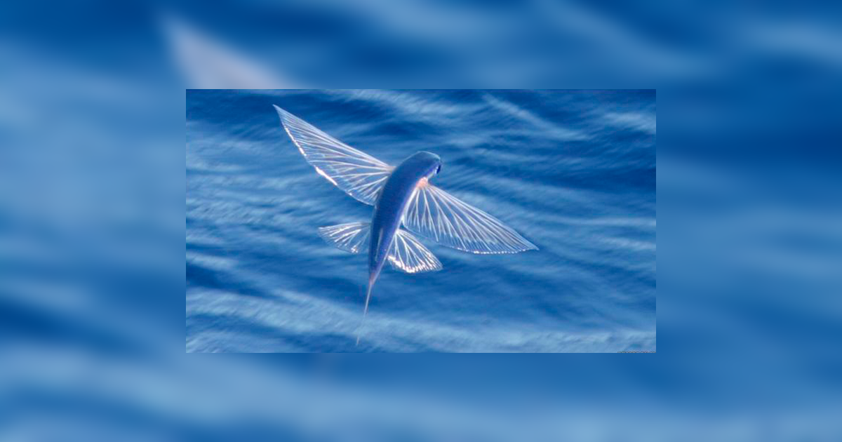 Conoce 3 maravillosas especies de peces voladores