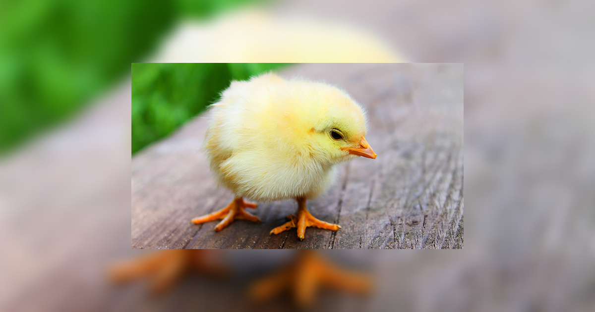 ¿Cuáles son los cuidados para tener un pollito como mascota?