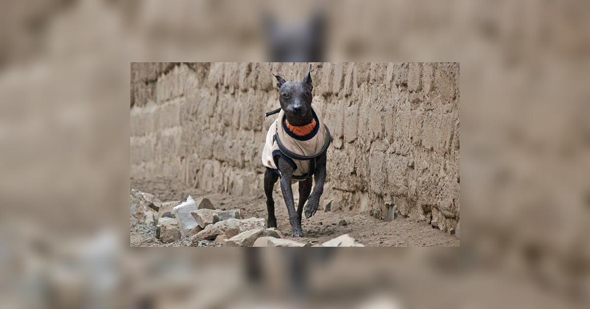 Día del Perro Peruano: 3 caracteristicas del can de patrimonio nacional