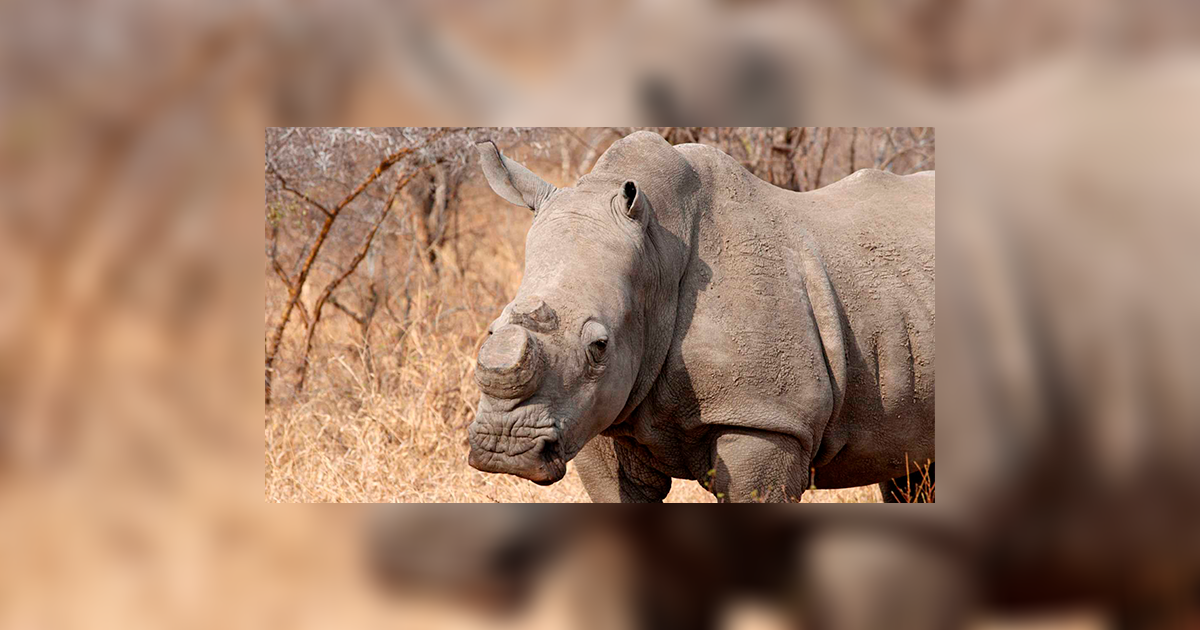 El rinoceronte de Java se encuentra en peligro crítico de extinción