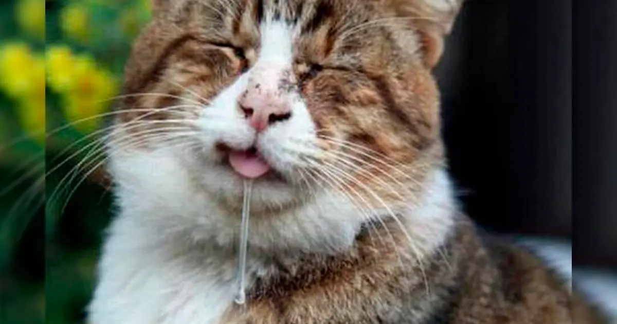 Si tu gato babea es momento de tomar acción ¡Entérate por qué!