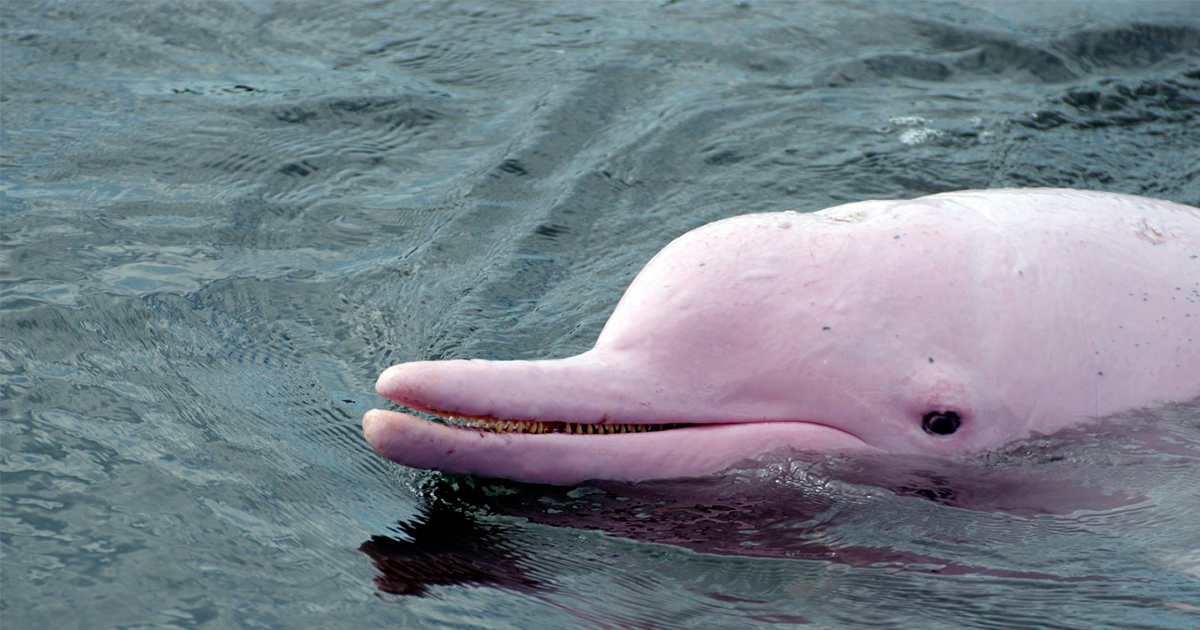 El delfín rosado está en la lista de animales en peligro de extinción ...