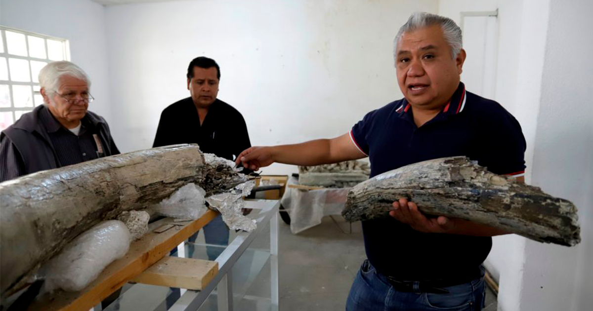México: expertos hallan fósiles de animales entre 10.000 y 14.000 años