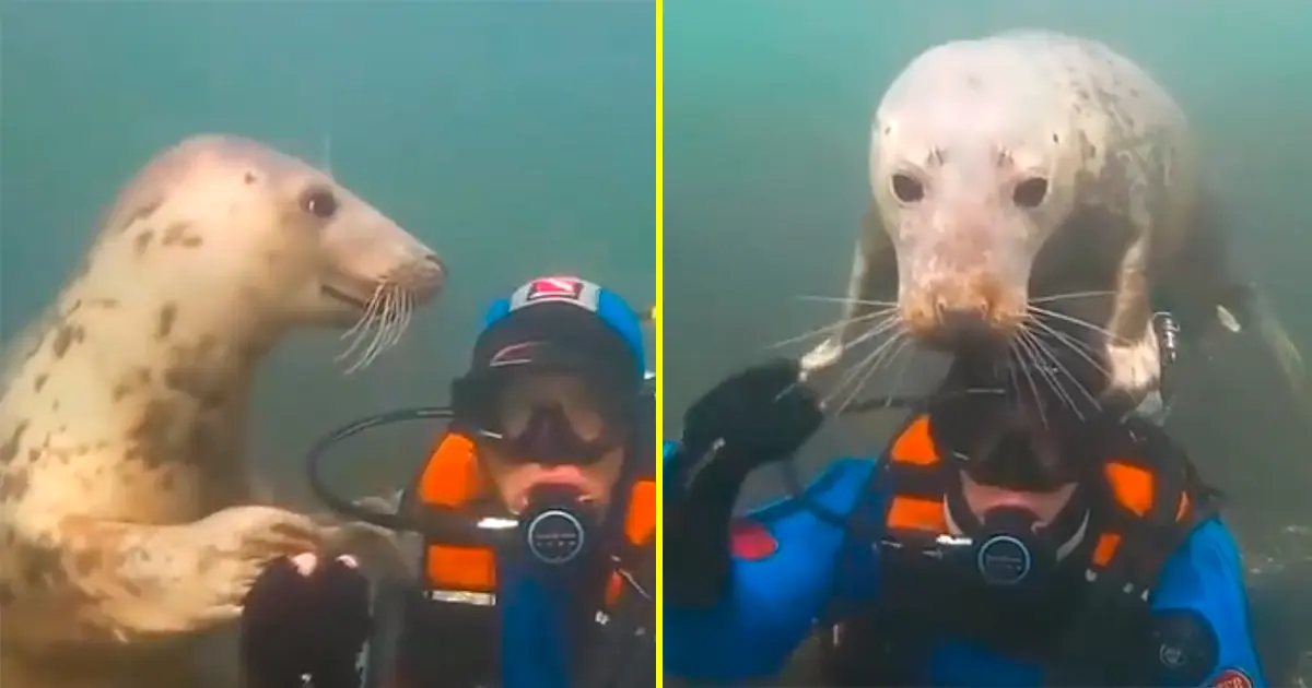 Este video demuestra que las focas son los mejores perritos del mar