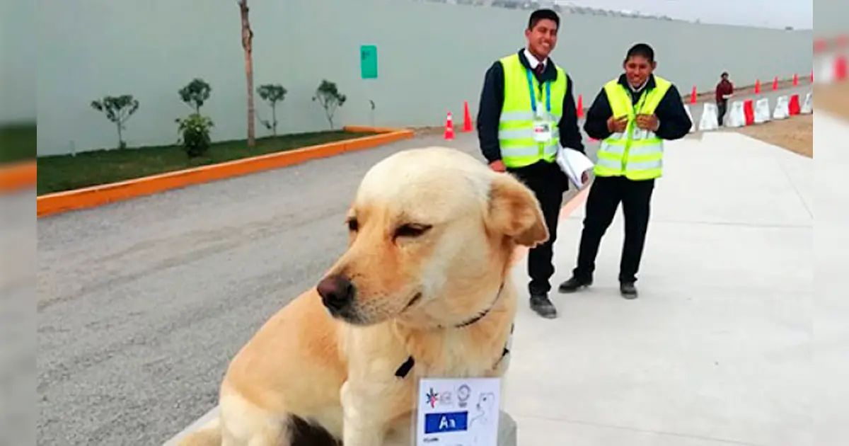 Chato, ex perrito callejero hace su tierno debut en sede de Surf de los ...