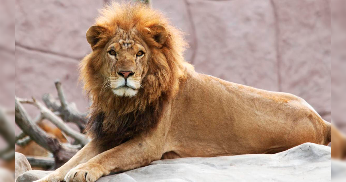 Visita el Parque de las Leyendas y conoce al verdadero rey león