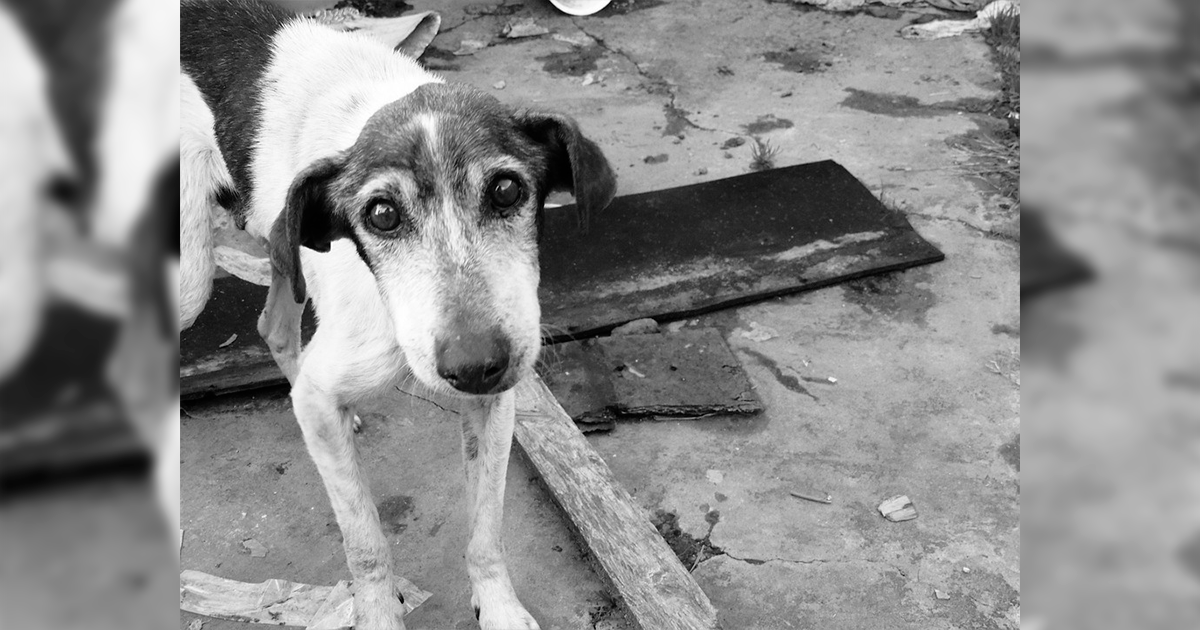 Distemper canino: Conoce sus síntomas, tratamiento y consejos para evitarlo