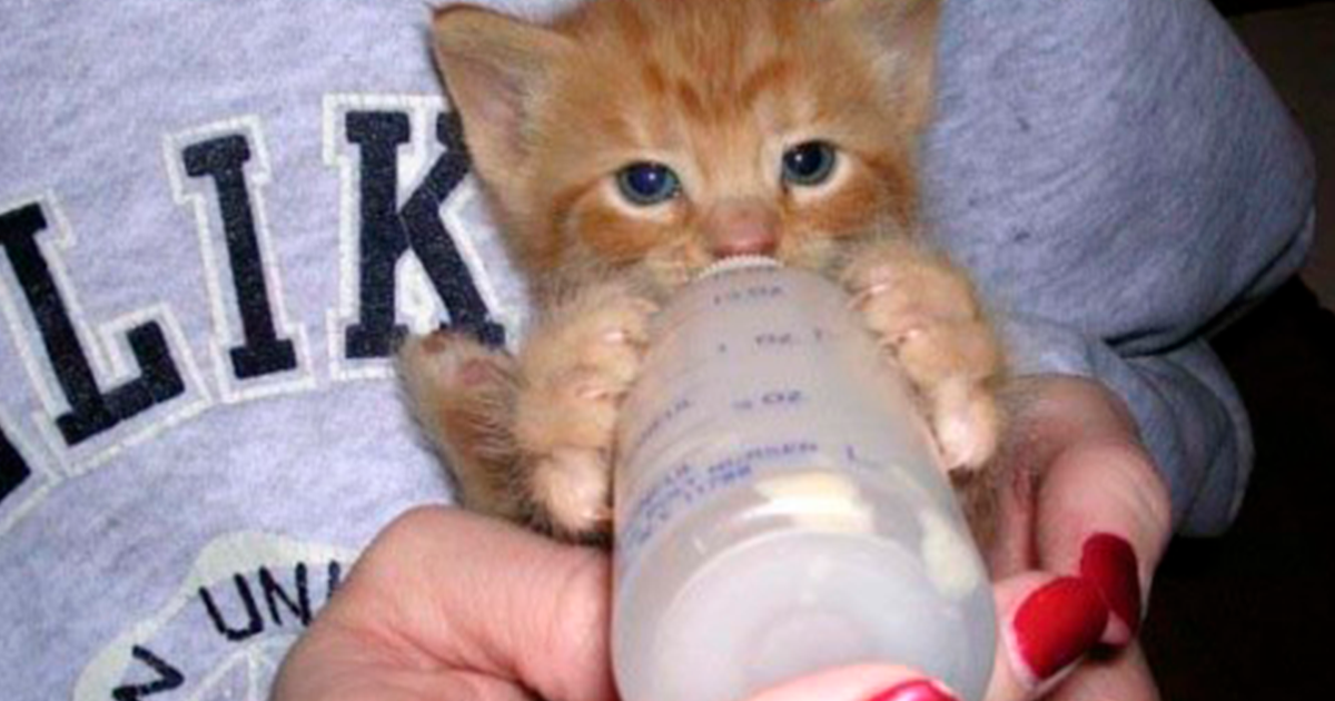 Gatito bebé enternece las redes por la forma de pedir su mamila [VIDEO]
