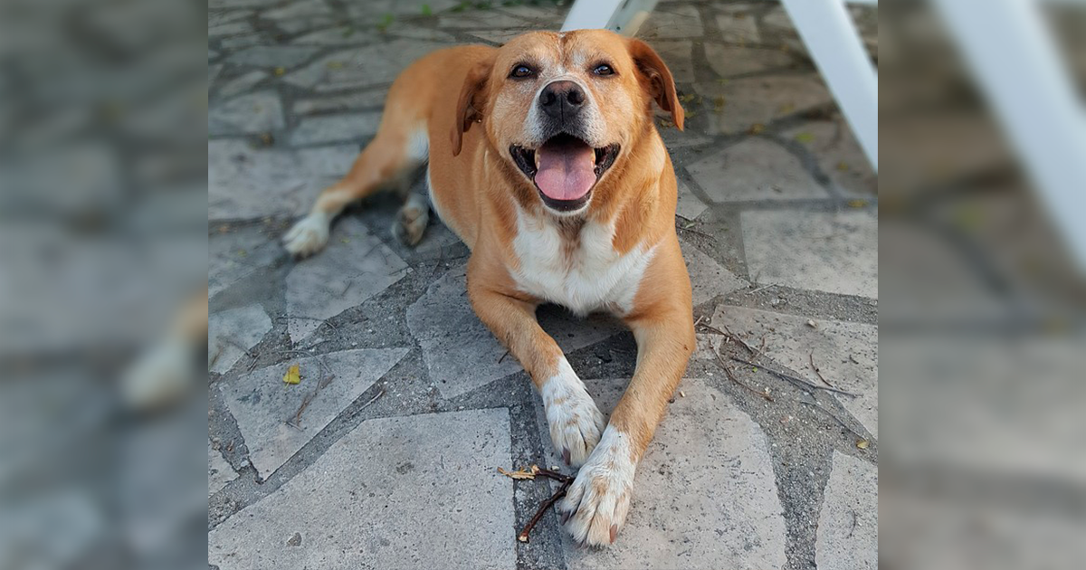 Perrito travieso 'finge' tener la pata rota para buscar cariño y comida