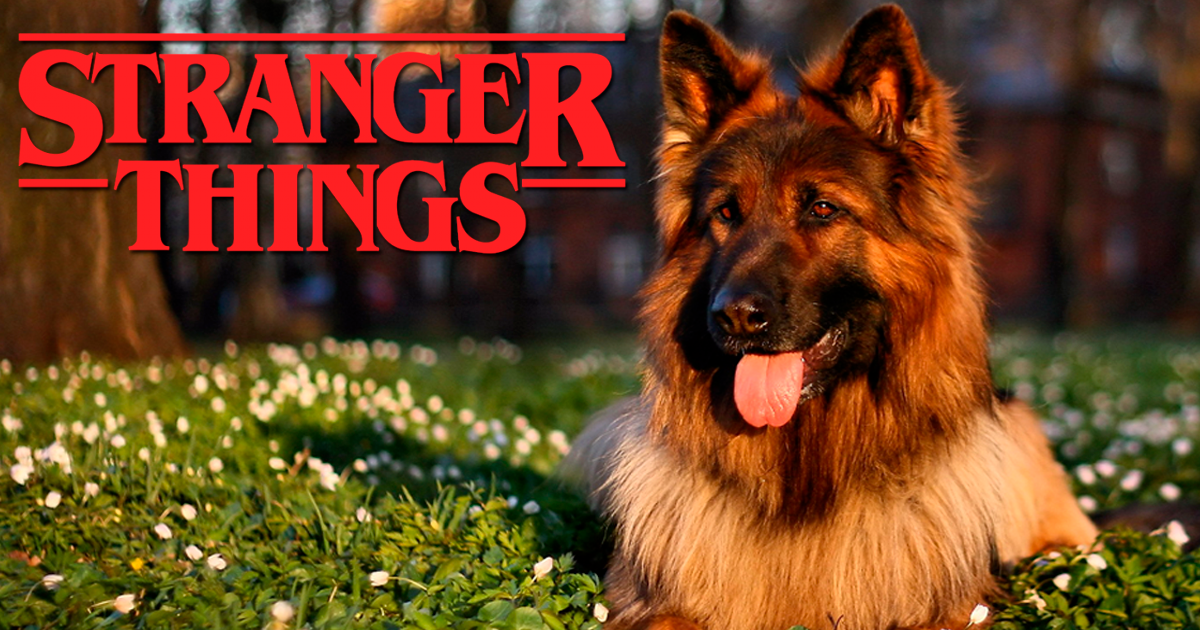 Lista de nombres para perritos inspirados en la serie Stranger Things