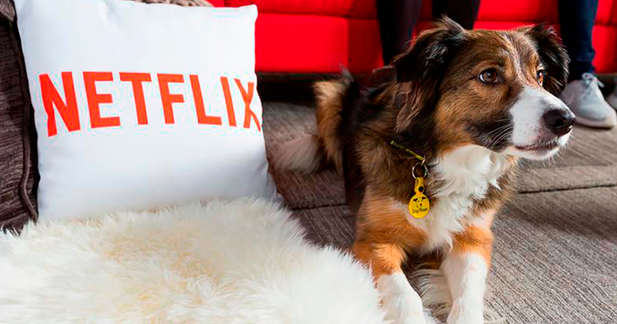 ¡Lleva a tu mascota! Netflix busca historias de perros para temporada 2 ...