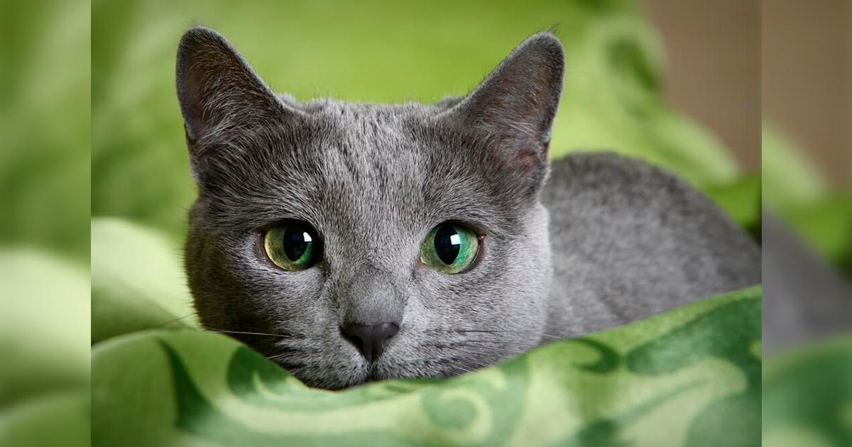 Xiaopi, el gato que se volvió viral tras aparearse con 5 gatas [FOTOS]