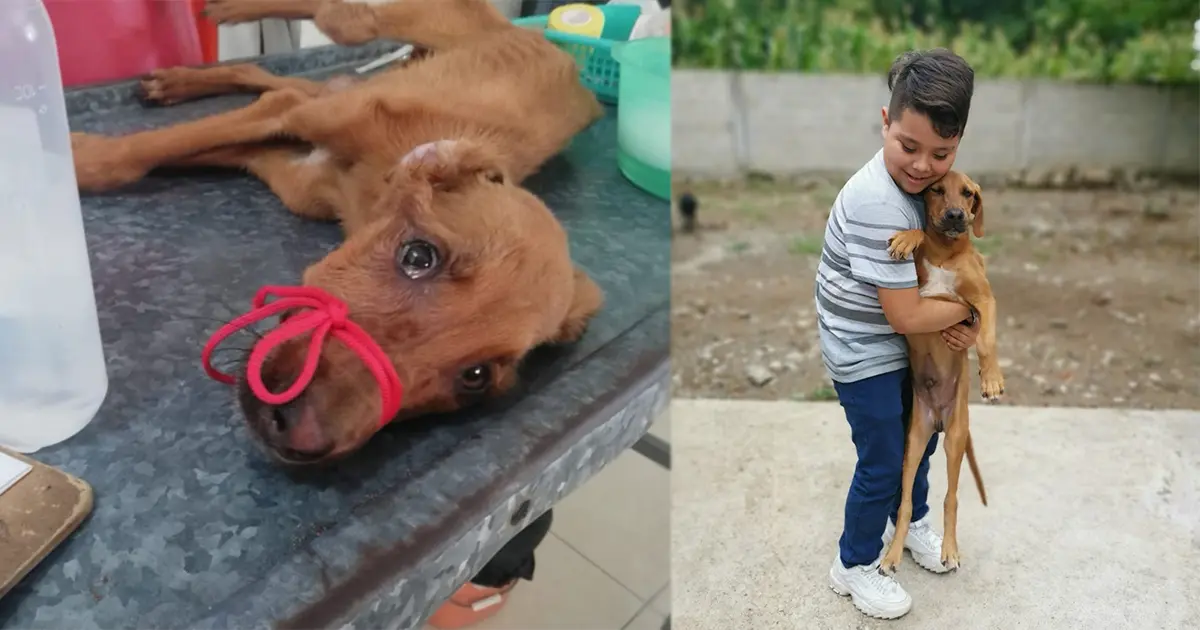 Perrito queda irreconocible tras su recuperación y ahora es feliz con ...
