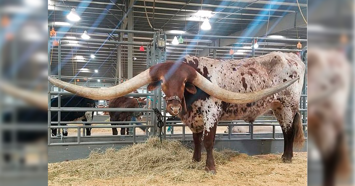 Mira al animal con los cachos más grandes del mundo [VIDEO]