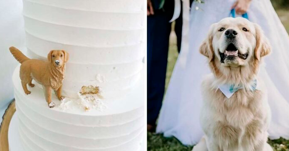 Pareja decidió hacer su torta de bodas en honor a su hermoso perrito