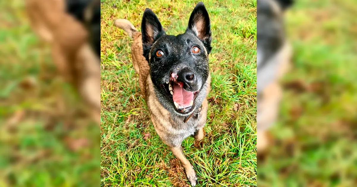 Perrito con nariz torcida se salvó de comercio de comida y fue adoptado ...