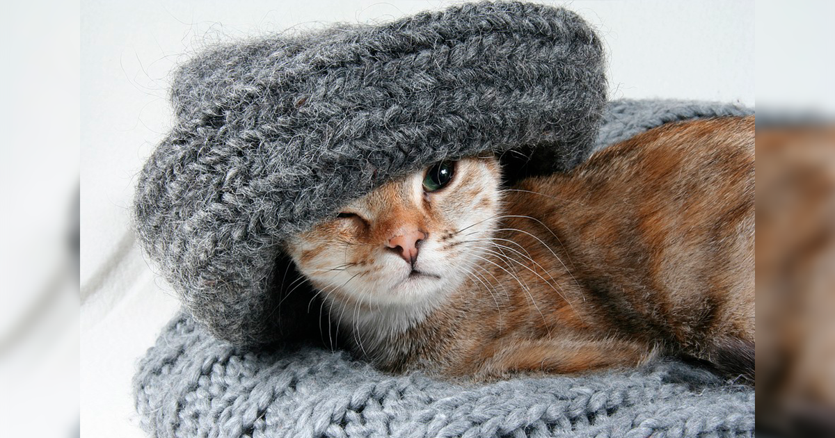 10 cosas increíbles que no sabías de los gatos y te enamorarán mucho más